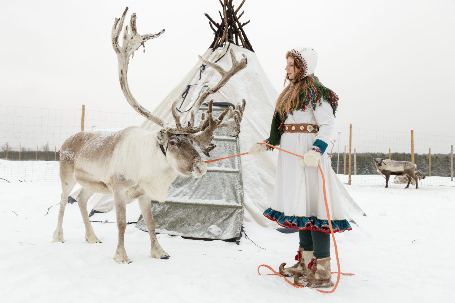 Goats in the Sami Culture - Beneath Northern Lights